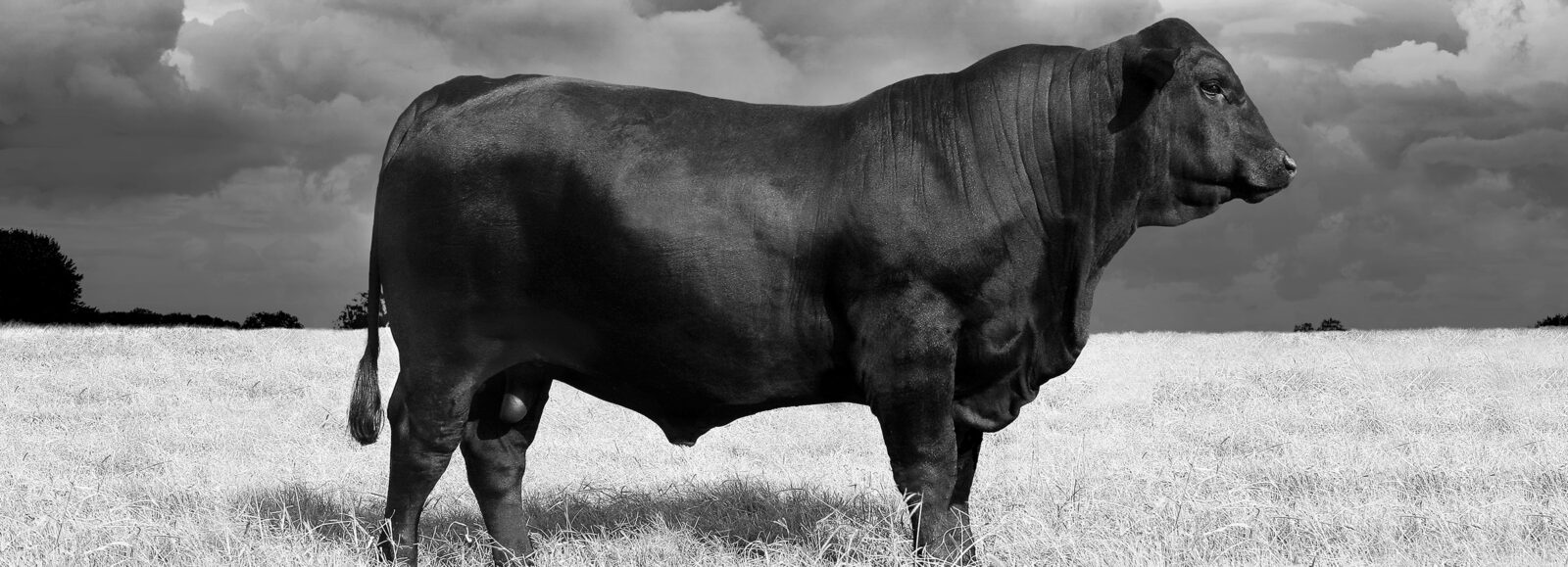 About Zinpro Corporation – Zinpro®