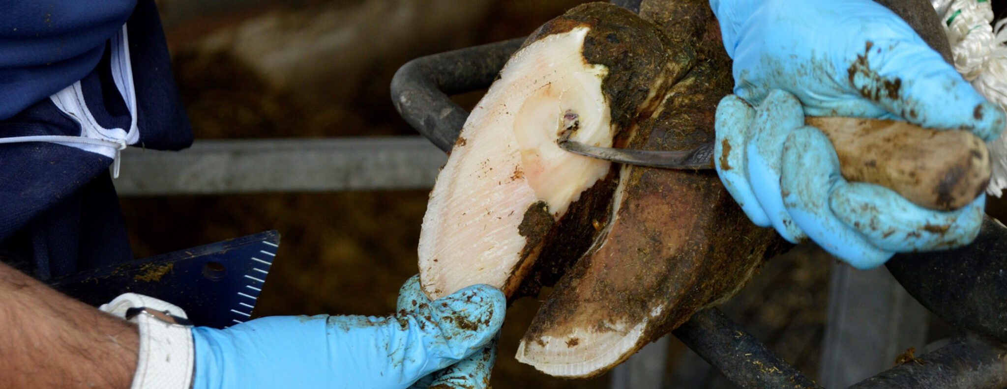 Lameness Prevention – Zinpro®