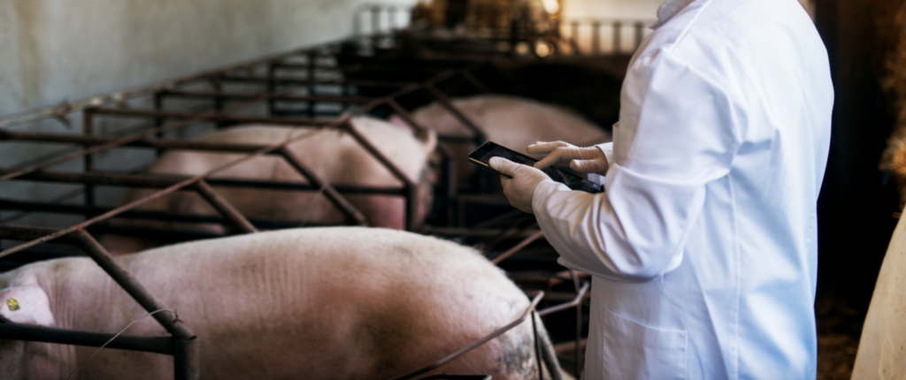 Zinpro® Feet First® Swine Lameness Prevention – Zinpro®