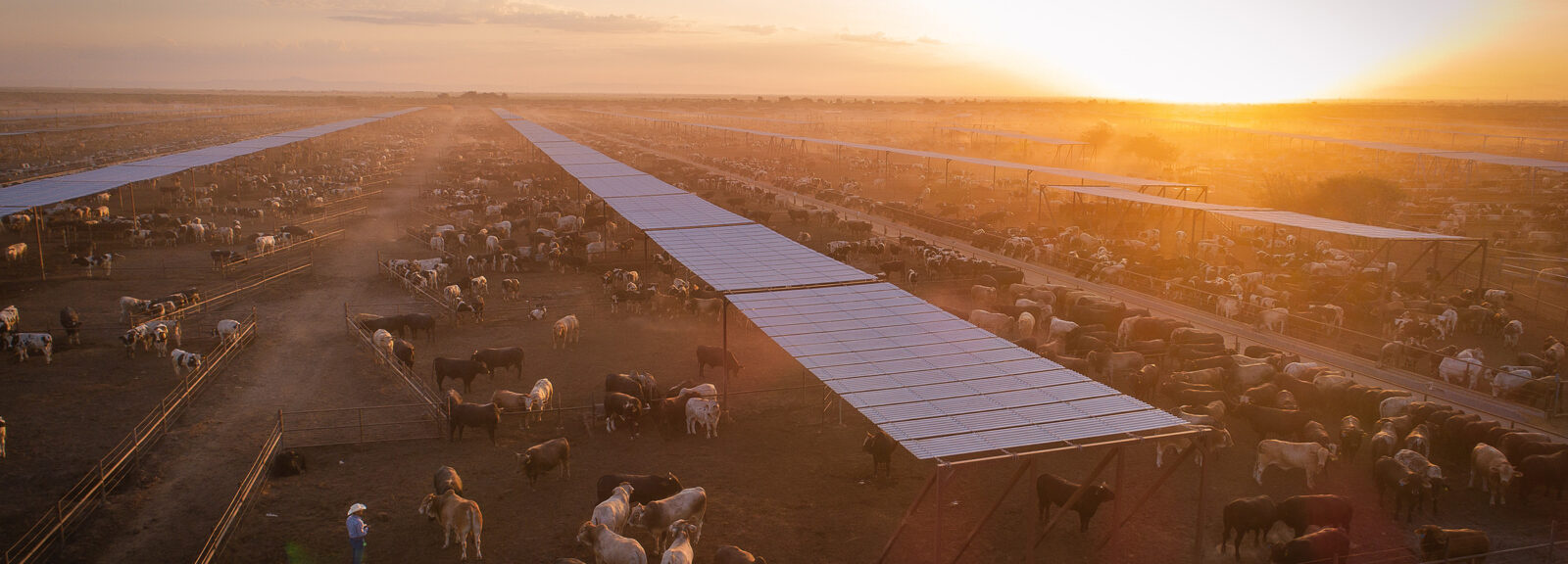 Zinpro®Lifetime Performance – Animal Nutrition & Performance Minerals ...