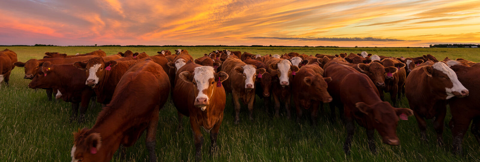 Digital Dermatitis in Beef and Dairy Cattle – Zinpro®