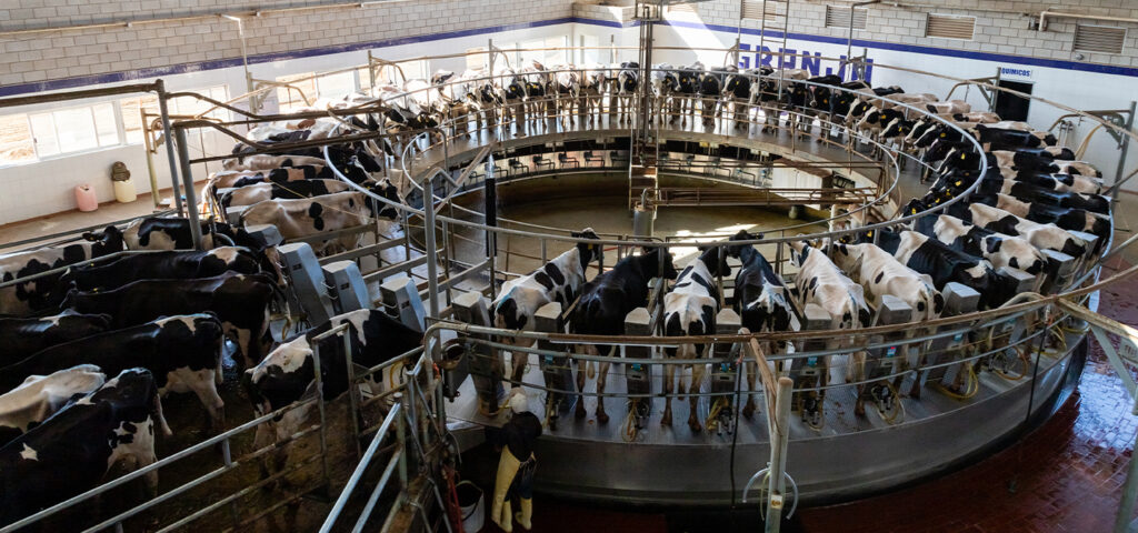 Dairy Nutrition Program for Optimized Lactation Performance – Zinpro®