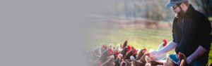 Improve Poultry Health & Production with Zinpro Solutions – Zinpro®
