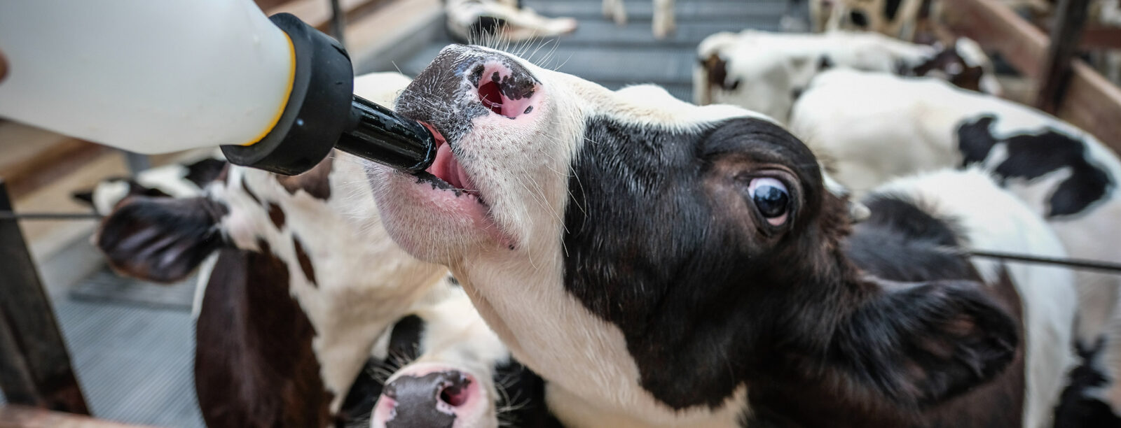 Healthy Calves Start with Zinpro® Premolac® Colostrum – Products – Zinpro®