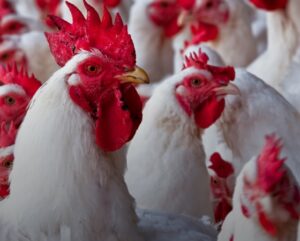 Improve Poultry Health & Production with Zinpro Solutions – Zinpro®