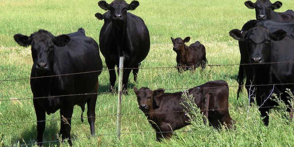Maximizing Beef Cattle Immune Response with Vaccines – Zinpro®