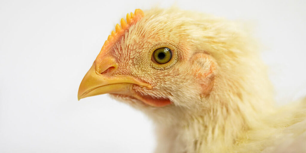Managing Infectious Bronchitis Virus in Poultry – Zinpro®
