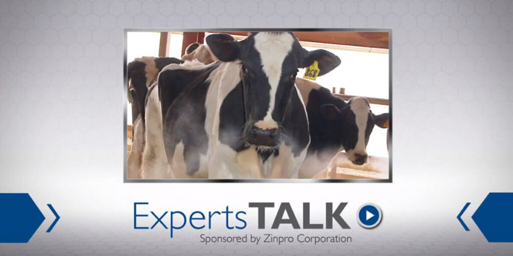 What are the Ideal On-farm Conditions that Foster Lameness in Cattle – Zinpro®
