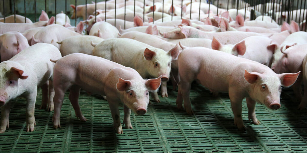 Improve Nursery Pig Growth and the Pig Immune System with Proven Animal Nutrition – Zinpro®