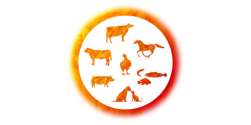 What Is Inflammation and Why You Should Be Concerned – Zinpro®