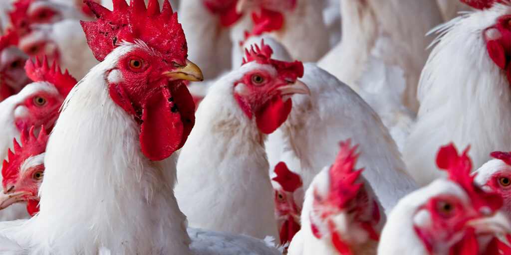 Availa®ZMC Improves Performance of Broiler Breeders – Zinpro®