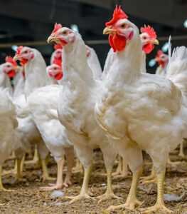 Improve Poultry Health & Production with Zinpro Solutions – Zinpro®
