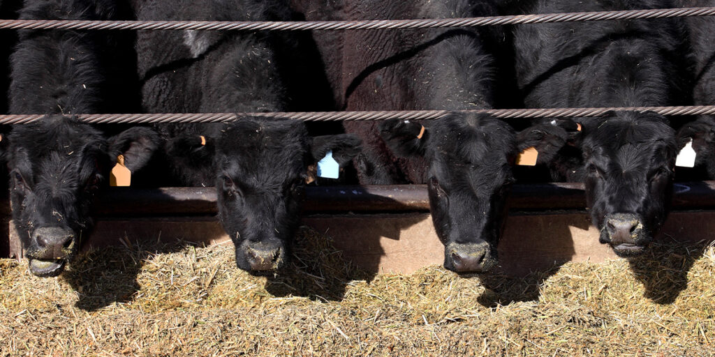 Feeding Zinpro® Availa® 4 Improves Health and Performance in Shipping ...