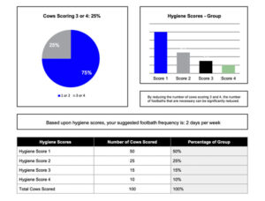 Prevent Dairy Cattle Lameness and Locomotion Scoring – Zinpro®