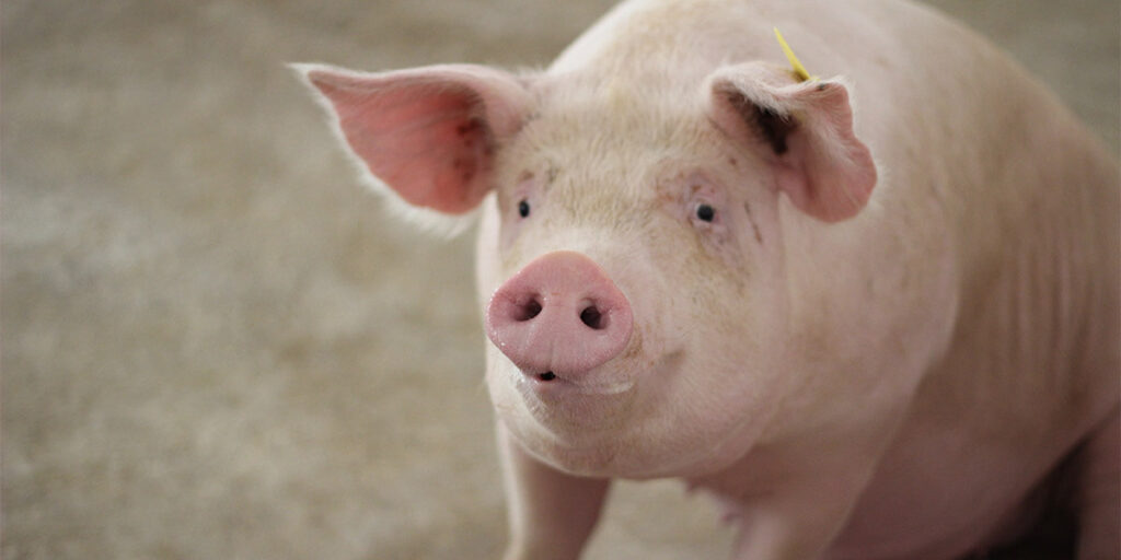 How to Produce Robust Grow-Finish Pigs – Zinpro®