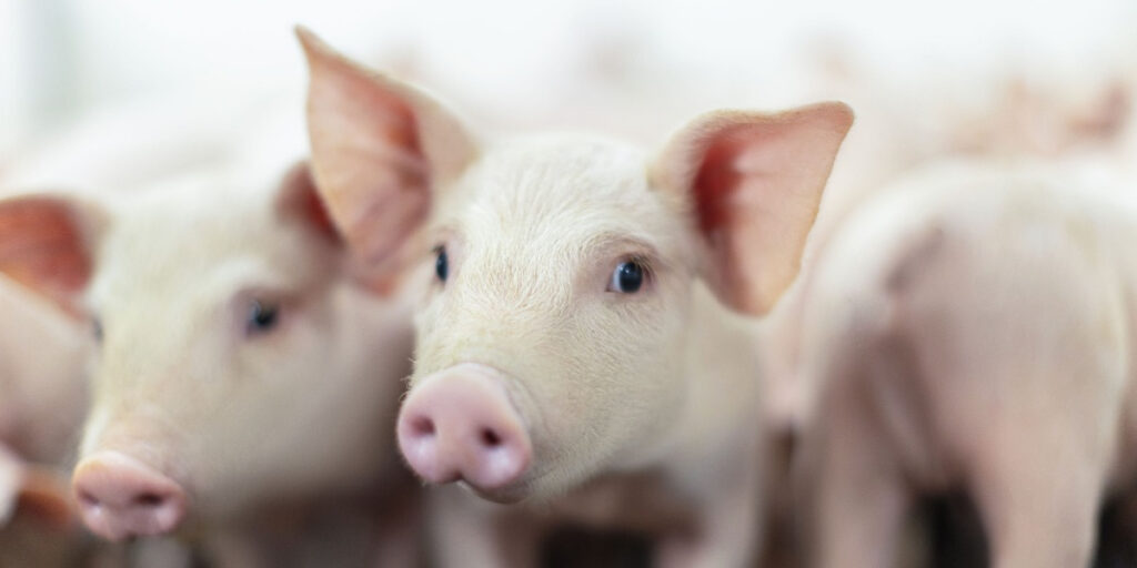 Working Together to Achieve Optimal Nursery Pig Health without High ...
