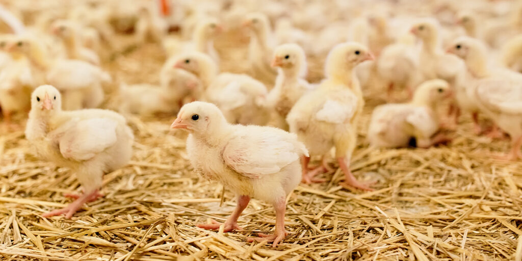 Improve Broiler Production by Boosting Immune Response with Trace ...