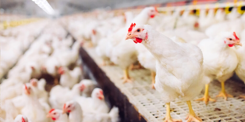 Support Feather Development with Tailored Poultry Nutrition | Zinpro