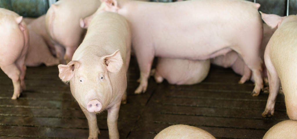 Zinpro® Availa® Sow – Zinpro®