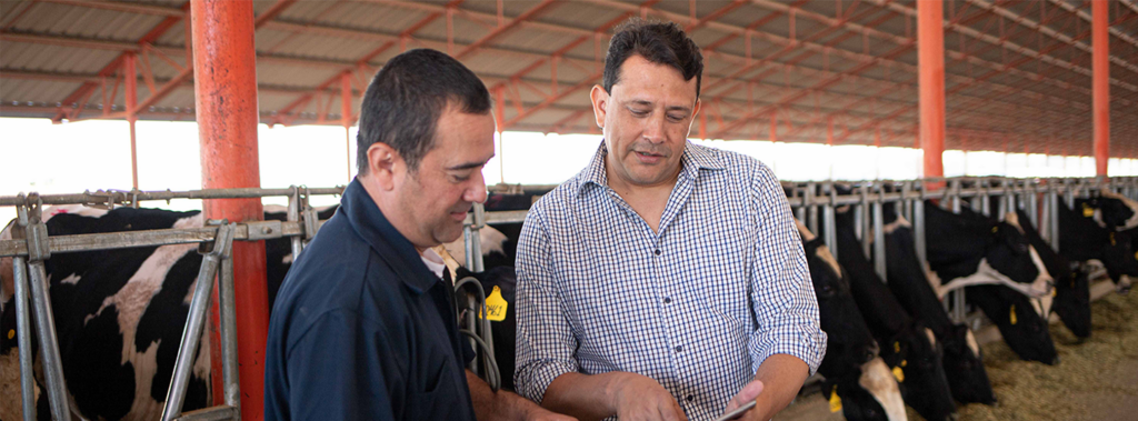 Zinpro® Availa® Dairy – Zinpro®