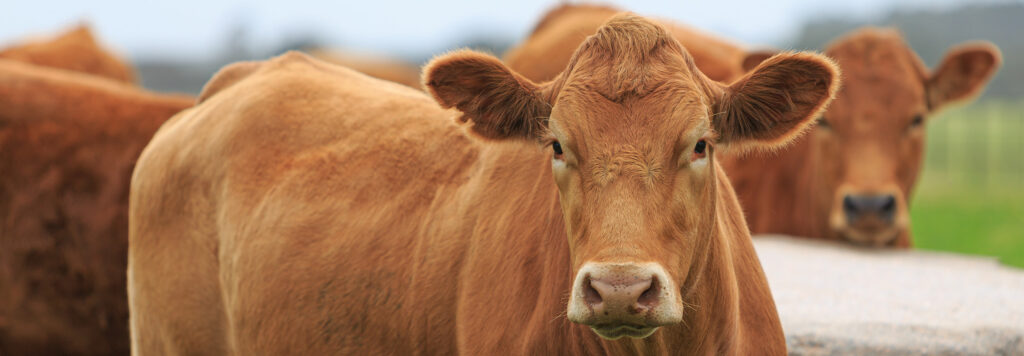 Take Your Beef Cattle Health & Nutrition to the Next Level – Zinpro®