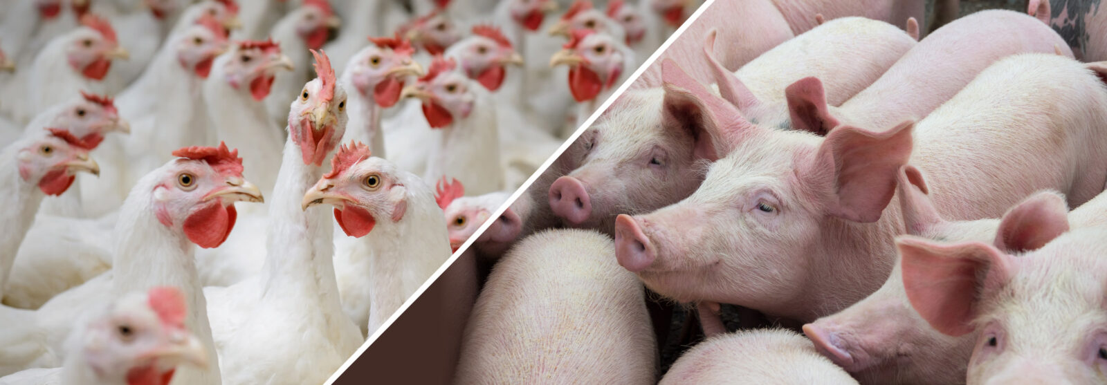 Performance Blend of Essential Oils for Poultry & Swine – Products ...