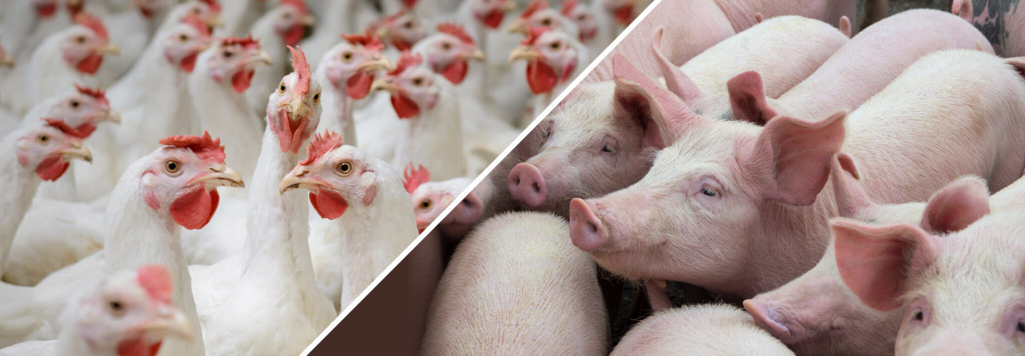 Performance Blend of Essential Oils for Poultry & Swine – Products ...