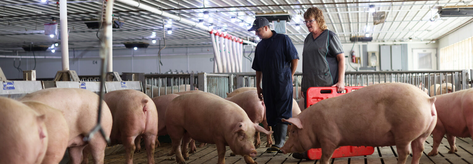 Zinpro® Feet First® Swine Lameness Prevention – Zinpro®