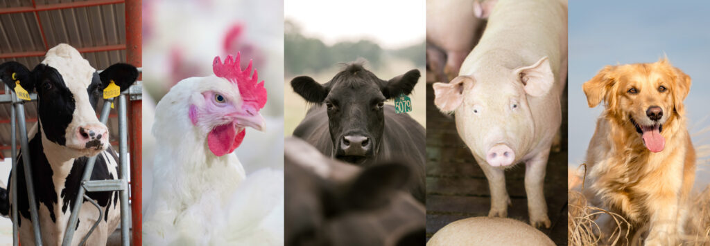 Animal Inflammation Causes, Prevention & Treatment – Zinpro®