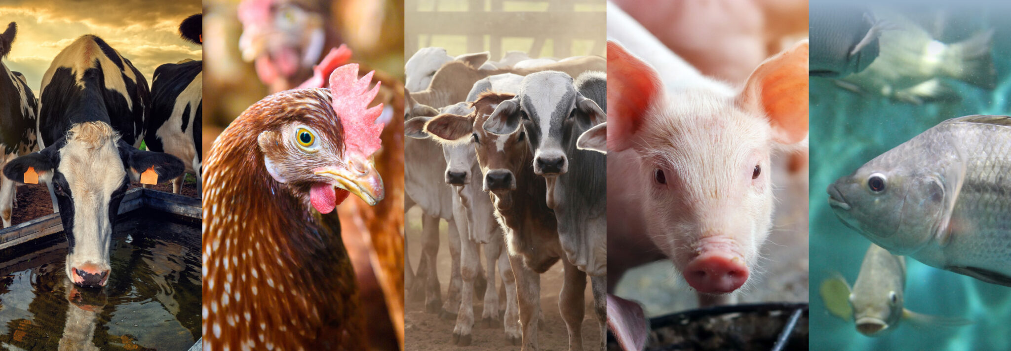 Performance Mineral Products for Animals – Zinpro®