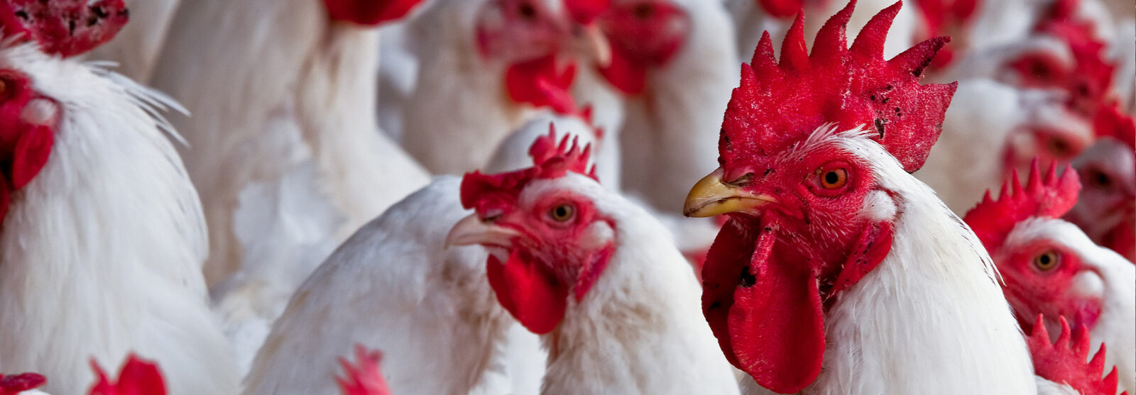 Improve Broiler Breeder Health & Nutrition – Zinpro®