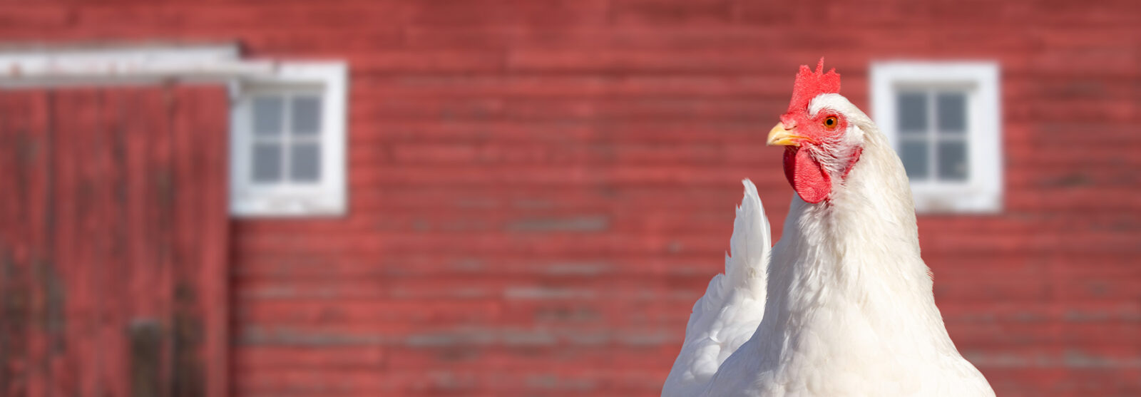 Improve Poultry Health & Production with Zinpro Solutions – Zinpro®