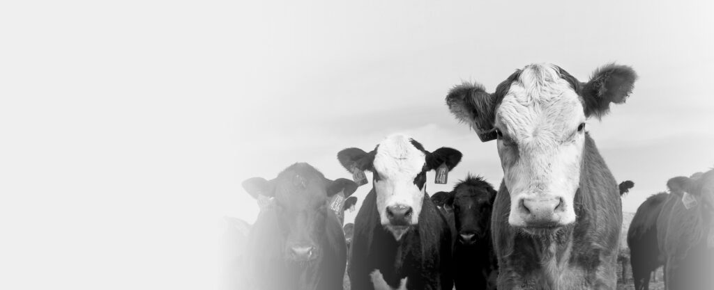 Zinpro® ProFusion® – Zinpro®