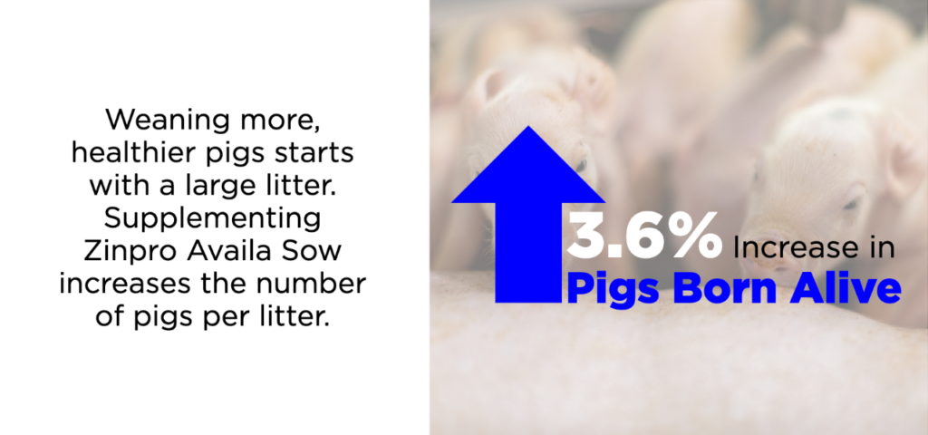 Zinpro® Availa® Sow – Zinpro®