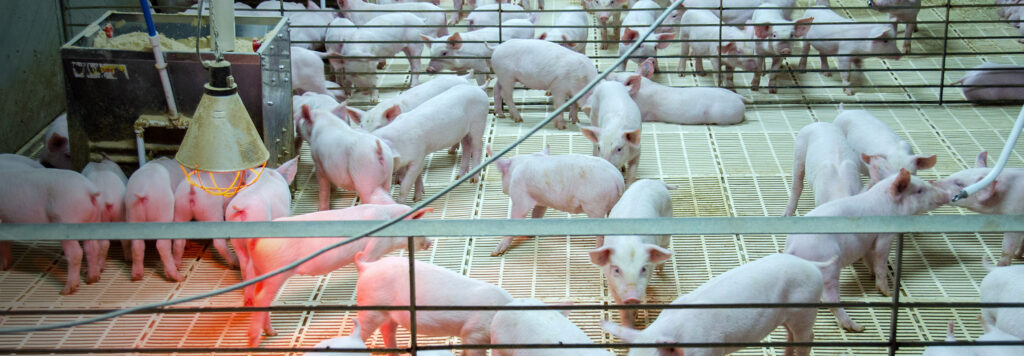 Increase Swine Production – Superior Trace Mineral Supplementation and ...