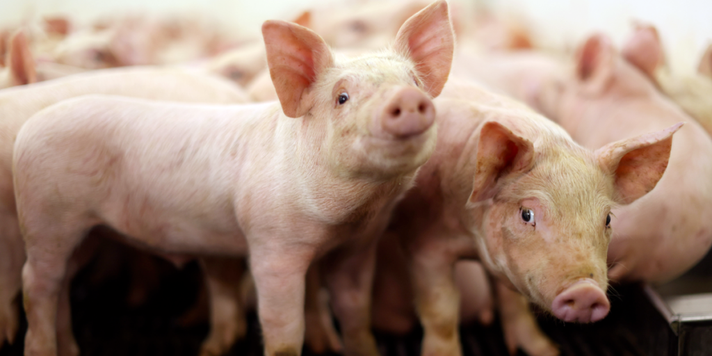 Nutrition Directly Impacts Swine Farm Profitability – Zinpro®