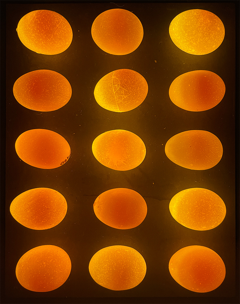 Zinpro® BlueBox™ – Eggshell Quality