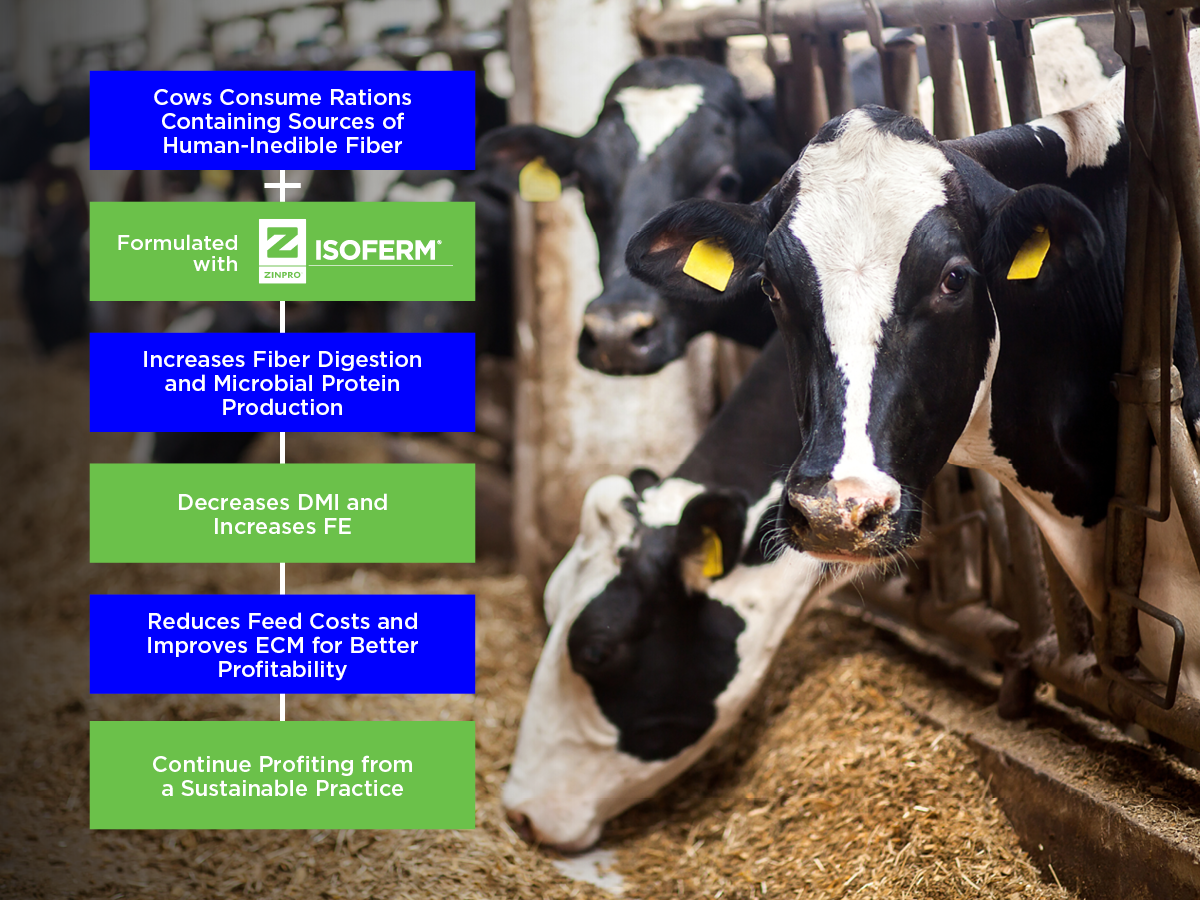 Improve Dairy Farm Profitability and Sustainability with Zinpro ...