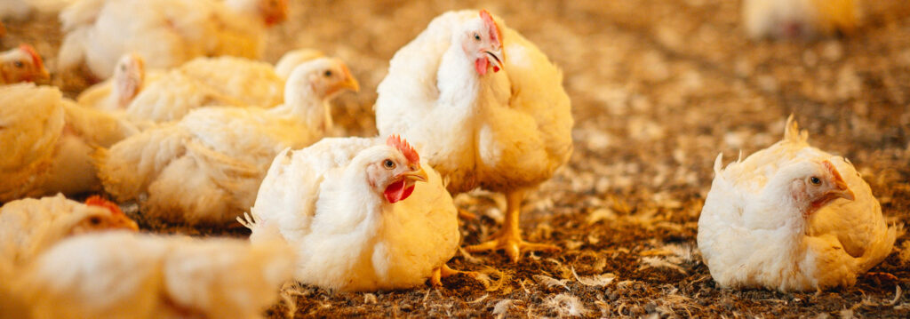 Improve Poultry Health & Production with Zinpro Solutions – Zinpro®