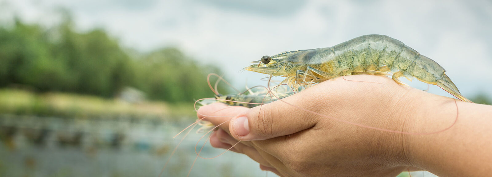 Trace Mineral Nutrition for Improved Aquaculture Health – Fish and ...