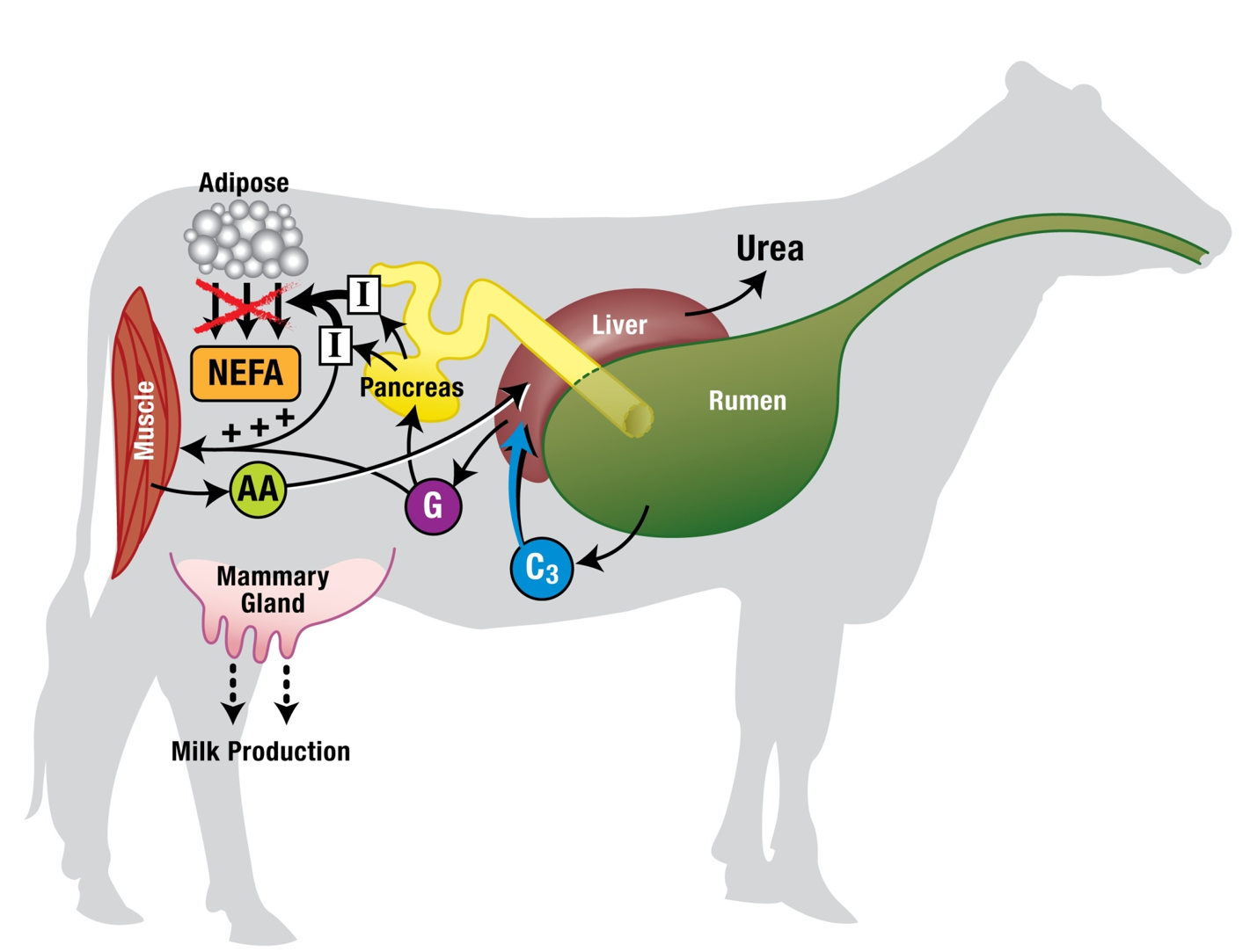 Managing Heat Stress in Dairy Cows | Zinpro
