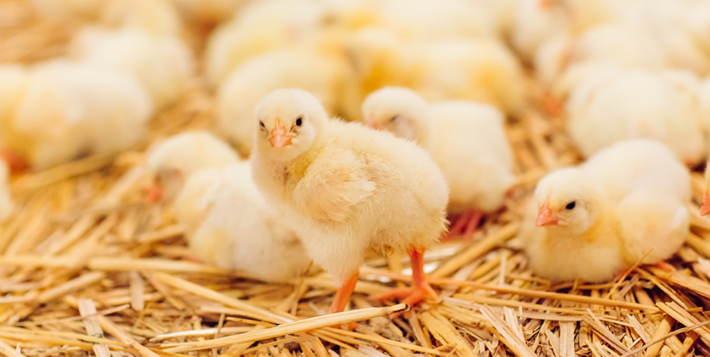 Sustainable Poultry Production: Broilers and Breeders. Encourage ...