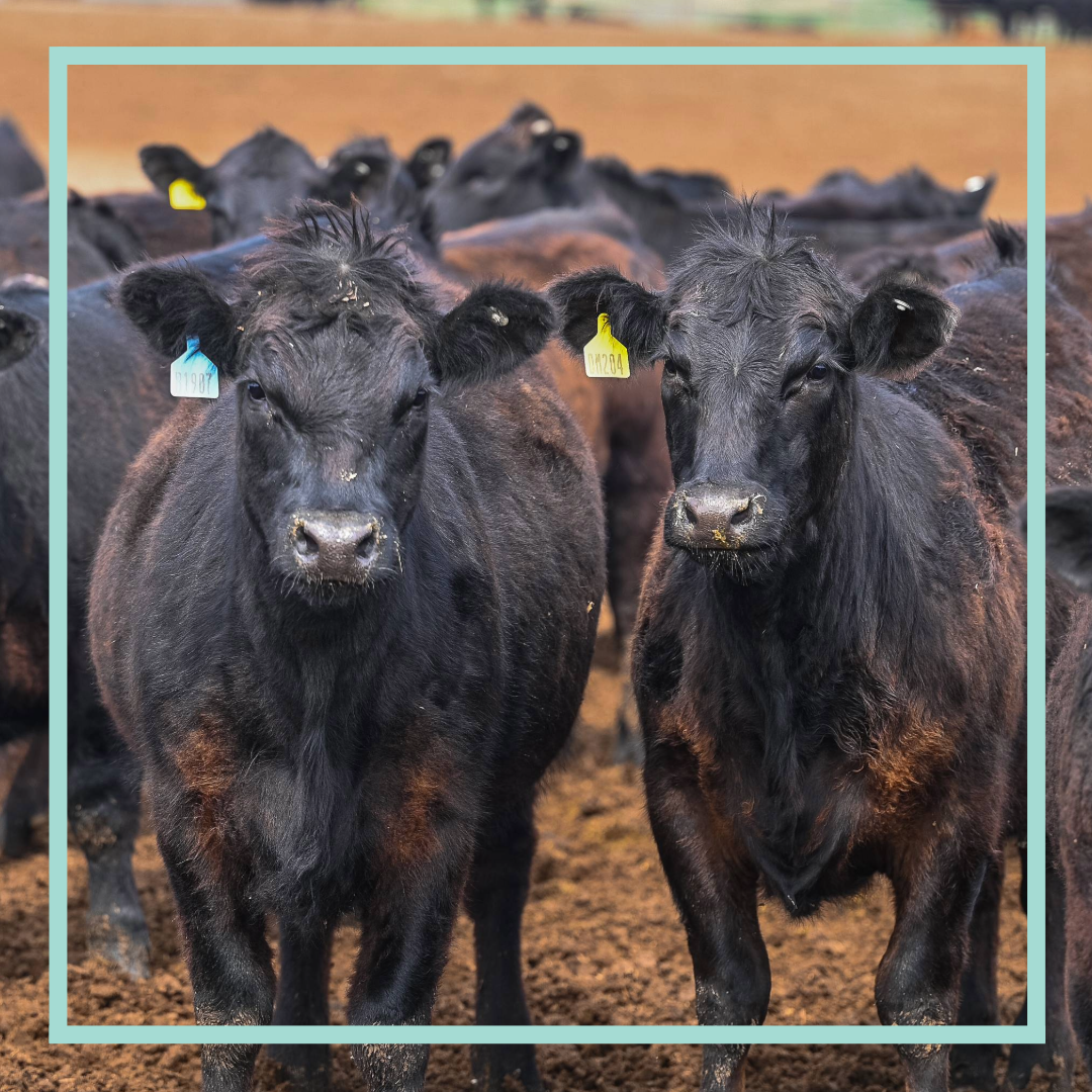 Zinpro® ProFusion® – Zinpro®