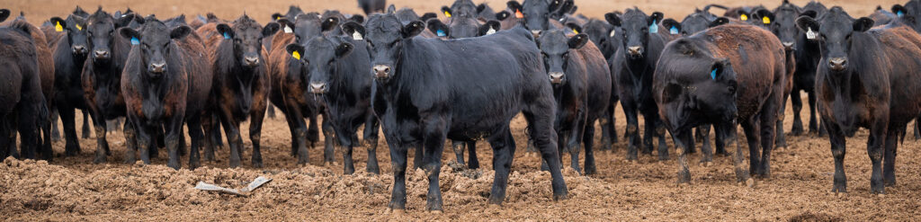 Zinpro® ProFusion® – Zinpro®