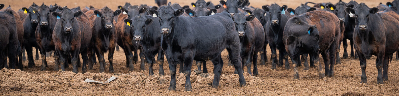 Zinpro® ProFusion® – Zinpro®