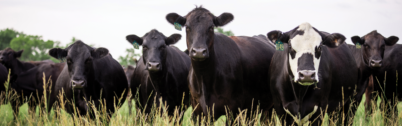 Zinpro® ProFusion® Reproduction Success – Zinpro®