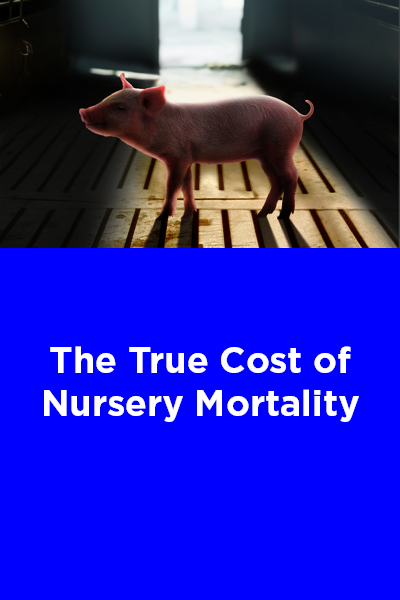 The True Cost of Mortality in Pigs