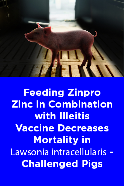Feeding Zinpro Availa Zn in Combination with Ileitis Vaccine Decreases ...