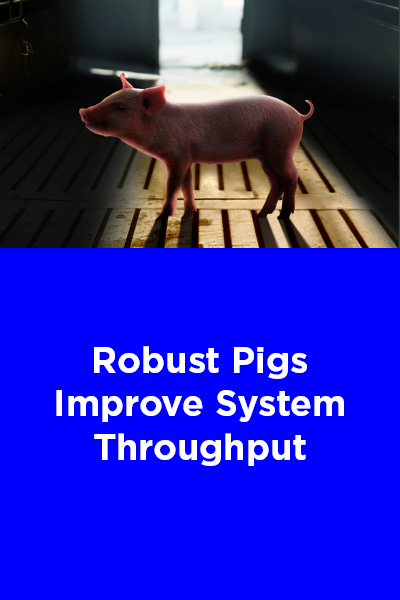 Robust Pigs Improve System Throughput