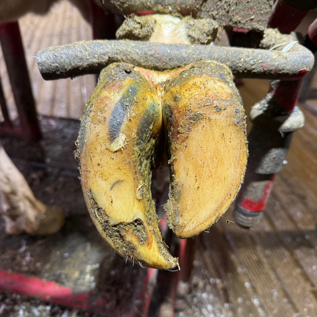 Corkscrew Claws in Cattle: Causes and Prevention | Zinpro
